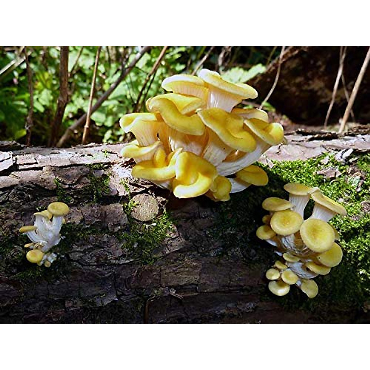 100 Golden Oyster Mushroom Spawn Plugs/Dowels to Inoculate Logs or Stumps to Grow Gourmet and Medicinal Mushrooms - Grown Your Own Mushrooms for Years to Come
