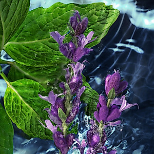 Davidoff Cool Water Deodorant Stick for Men Alcohol Free, 2.4-Oz.