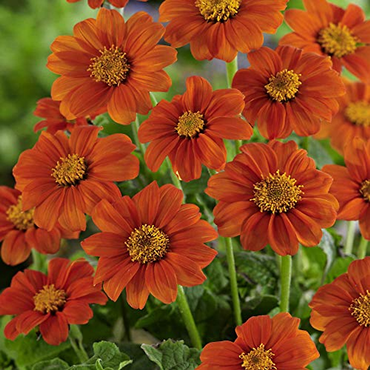 Outsidepride Orange Tithonia Mexican Sunflower Garden Cut Flower Plant - 500 Seeds
