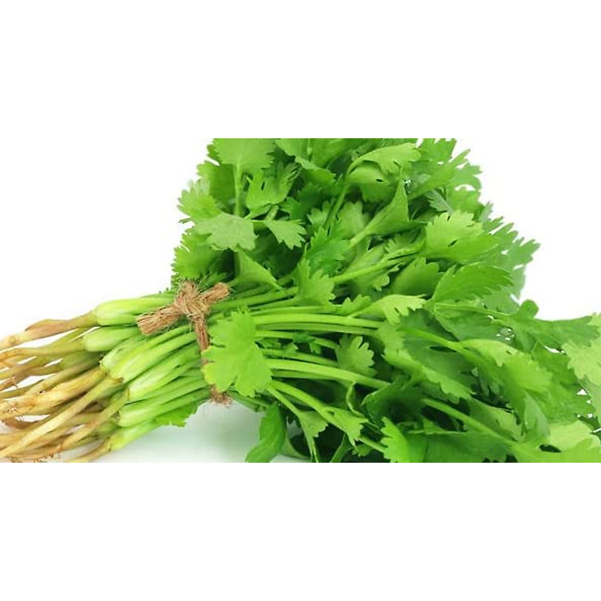 Cilantro Seeds for Planting-Slow Bolt,香菜.Non GMO Seeds for Sprouting,Herb Seeds for Planting Home Garden and Hydroponic Pods(100 Slow Bolt Cilantro Seeds for Planting,1g) USA