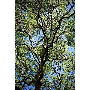 10 Corkscrew Willow Tree Cuttings - Fast Growing Trees for Privacy or Shade - Unique Curly Branches