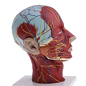 SM SunniMix Median Section of 1:1 Human Head & Neck Superficial Muscle Nerve Model Kit