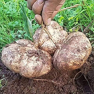 MITRAEE 100 Pcs Seeds Jicama Seeds Heirloom Mexican Yam Bean | Non-GMO | Mexican Turnip Seeds Fresh Garden Seeds, Seeds, Gardeners Choice