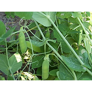 120 Early Alaska Pea Seeds for Planting Heirloom Non GMO 1 Ounce of Seeds Garden Vegetable Bulk Survival