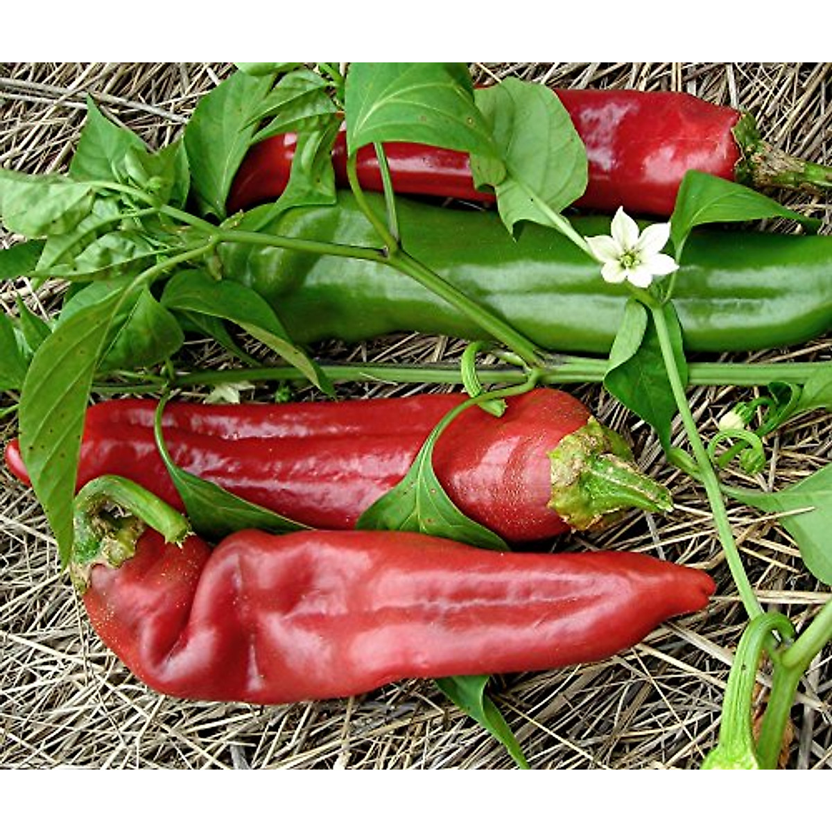 Big Jim Supersized Hot Pepper Seeds for Planting, 100+ Heirloom Seeds Per Packet, (Isla's Garden Seeds), Non GMO Seeds, Botanical Name: Capsicum annuum, Great Home Garden Gift
