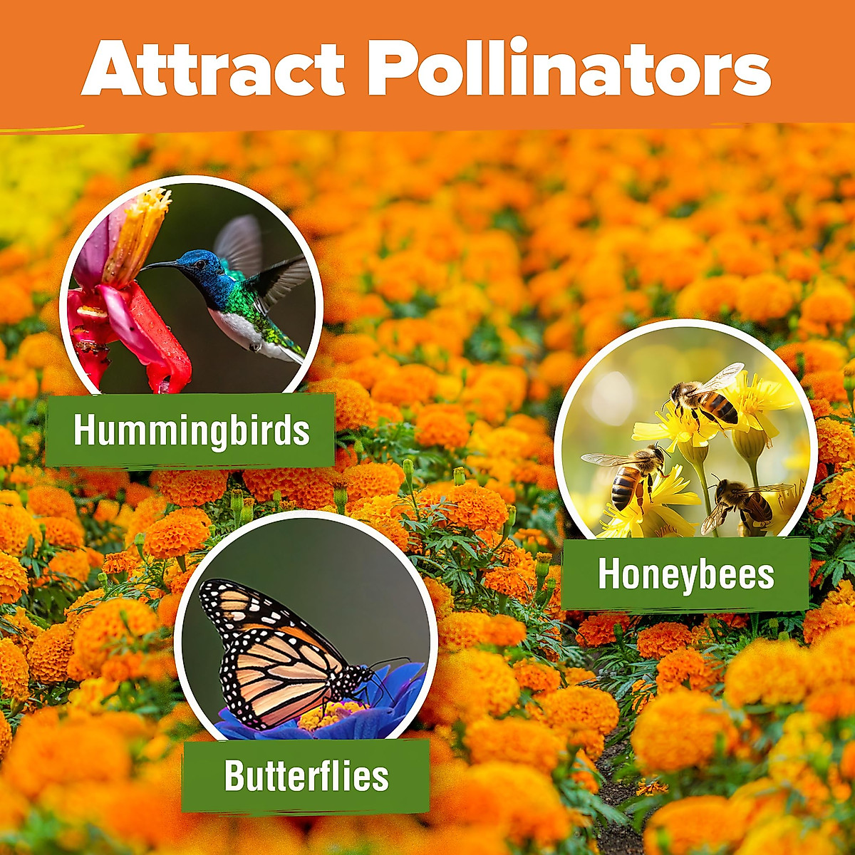 HOME GROWN Crackerjack Marigold Seeds | 4.25oz / 35,000 Flower Seeds Planting Outdoor | Large Bulk Pack | Non-GMO, High Germination, USA Sourced Wildflower Seeds | Companion Planting