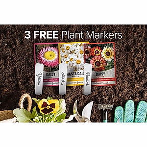Daisy Seeds for Planting Outdoors Flower Seeds (3 Variety Pack) Alaska Shasta Daisy, Painted Daisy, Yellow Daisy Varieties for Butterflies, Bees, Pollinators Wildflower Seed by Gardeners Basics