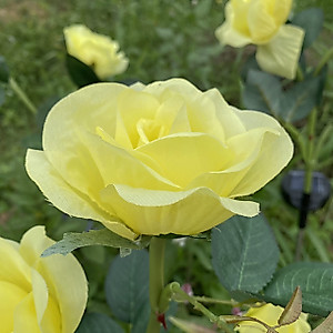 JJGoo 2 Pack Solar Garden Lights, Waterproof Rose Flowers Stake for Outdoor Patio Decorative - Yellow