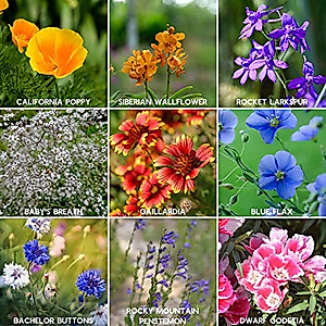 Package of 80,000 Wildflower Seeds - Rocky Mountain Wildflower Mix Seeds Collection - 18 Assorted Varieties of Non-GMO Heirloom Flower Seeds for Planting Including Larkspur, Poppy, Columbine, & Daisy