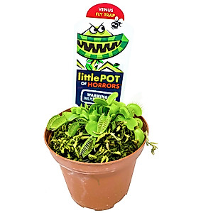 Little Pot of Horrors, Live Venus Fly Trap Live Plant, Live Venus Flytrap Live Plants Indoor, Venus Fly Trap Soil, Indoor Plants Venus Fly Trap Pot, Venus Fly Trap Plant