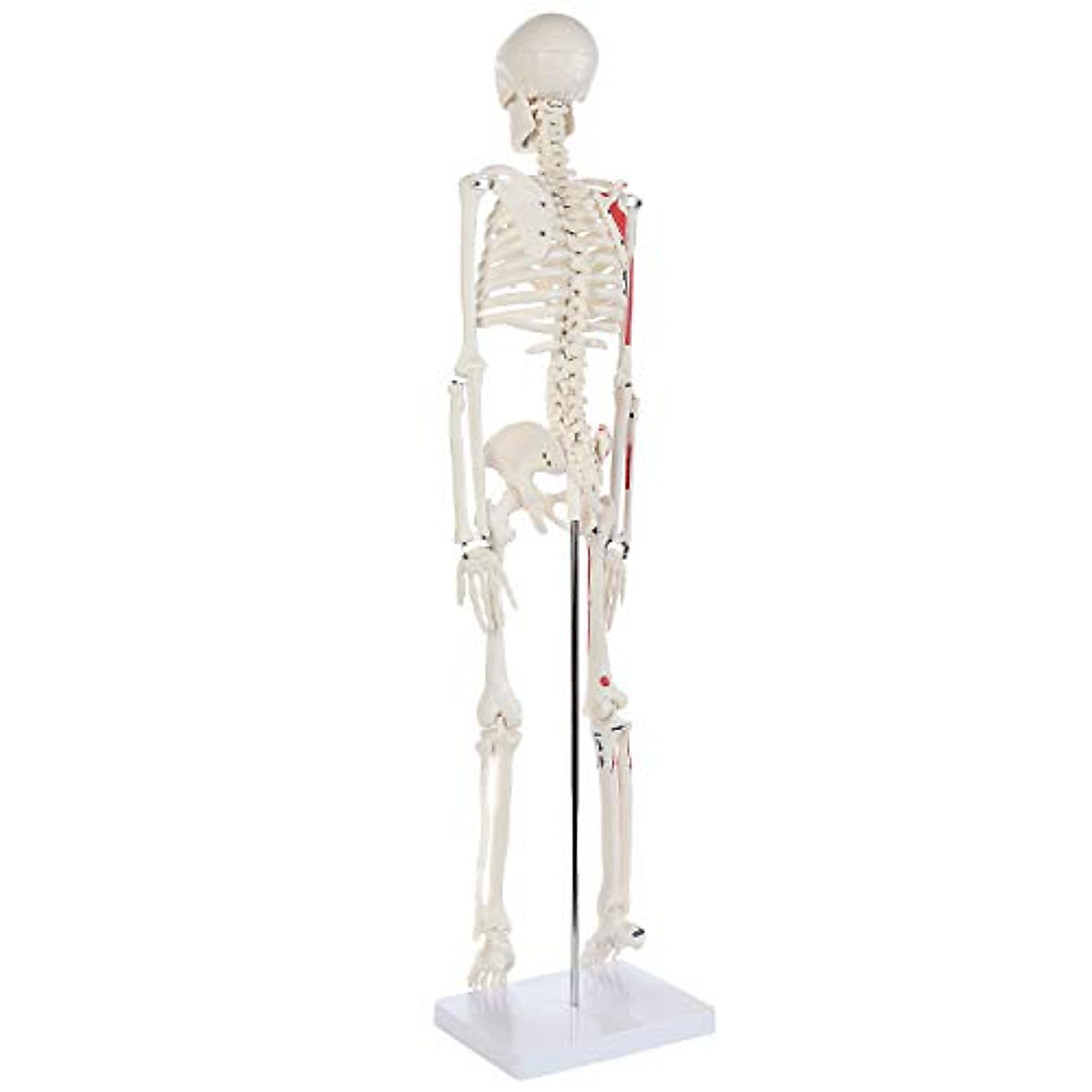 Anatomy Lab Half Life Size Painted and Numbered Human Skeleton Model, 35" Anatomical Replica with Muscle Insertion and Origin Points, Removable Skull Cap & Jaw, Durable Stand for Display and Study