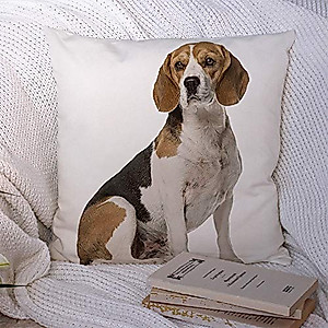 Decorative Throw Pillow Covers Polyester Brown Dog Beagle Sitting White Away Animals Studio Wildlife Black Canine Looking Carnivore Cut Out Pillowcase Cushion Case for Couch Bedroom Car 20x20 Inch