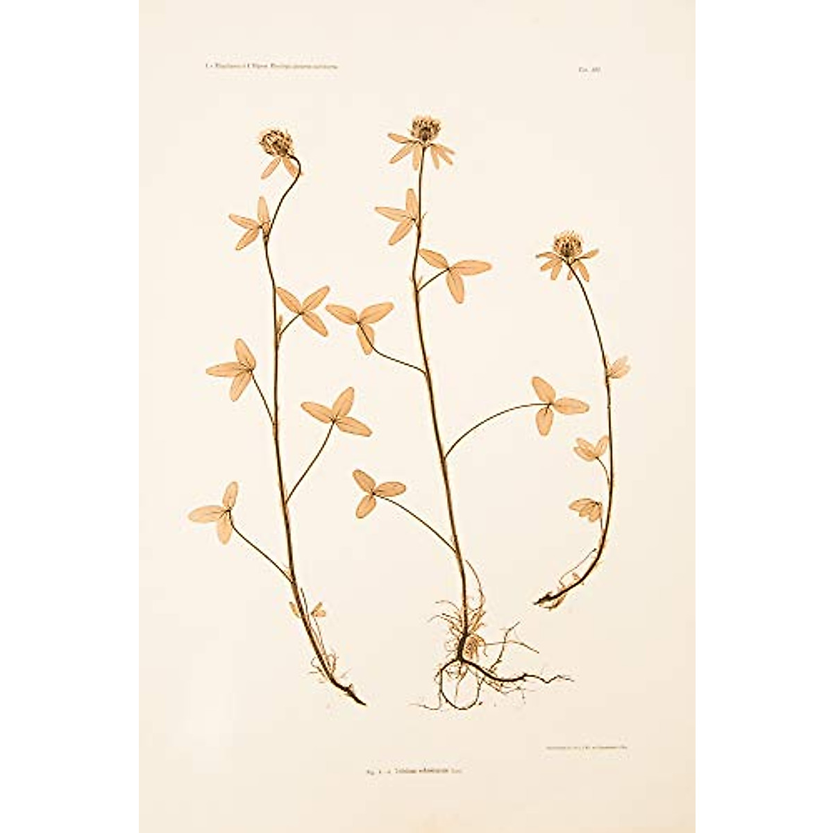 Trifolium ochroleucum