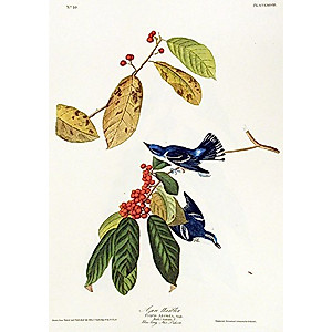 Azure Warbler. From"The Birds of America" (Amsterdam Edition)