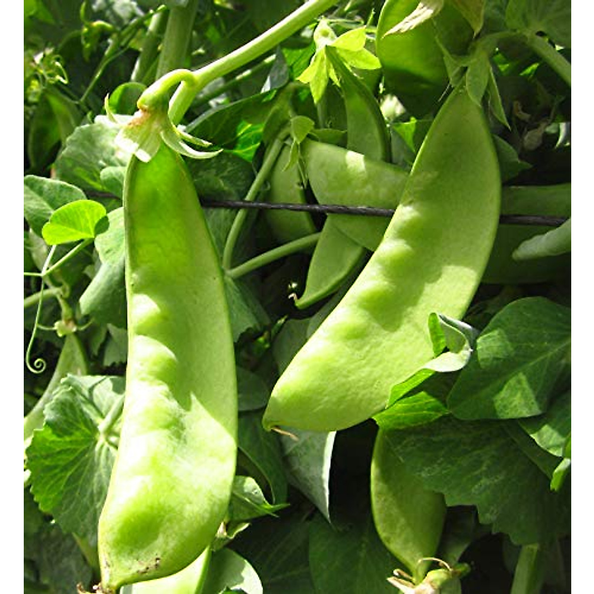 Oregon Giant Snow Pea Seeds for Planting, 25+ Heirloom Seeds Per Packet, (Isla's Garden Seeds), Non GMO Seeds, Botanical Name: Pisum sativum, Great Home Garden Gift