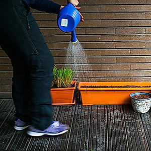 1000+ Lemongrass Seeds for Planting - Perennial Plant Outdoor Indoor Home