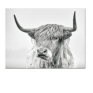 2 Pieces Highland Cow Canvas Posters Prints Black and White Longhorn Steer Animal Portrait Wall Art for Living Room Office Bedroom Decor (Unframed,16x20 inches)