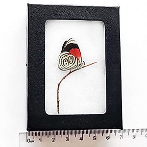 BicBugs Diaethria clymena Nature Pose 88 red Black White Butterfly Peru Framed