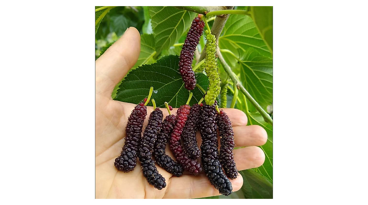 Grow Pakistan Mulberry Trees – Easy Indoor & Outdoor Plants