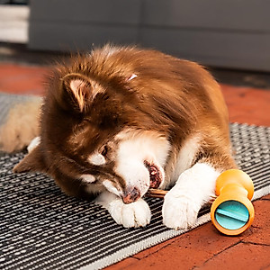 Bow Wow Labs 6" Bully Sticks for Dogs | 100% All Natural, Grass-Fed, Free-Range Beef | Low Odor | Long Lasting Chews | SafeFit | 10 Pack (Thin)