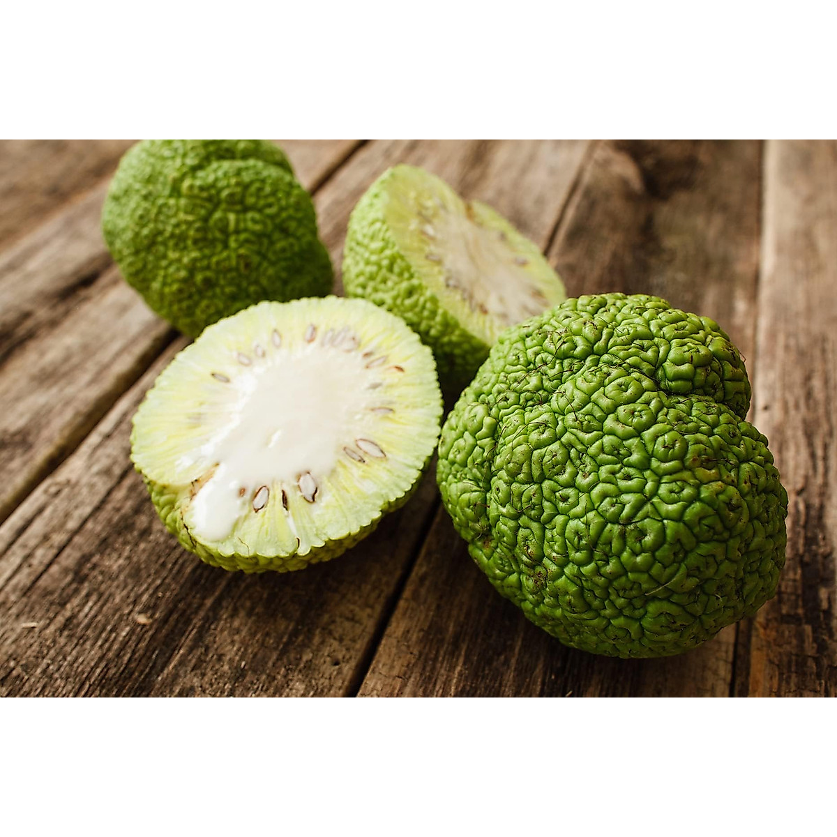 The Rike 100 Seeds Osage Orange Trees Seeds Osage Apple Trees Non-GMO Maclura pomifera, Horse Apple, Brain Fruit Hedge Apple Tree seeds