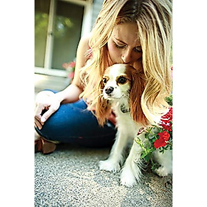 PetSafe Elite Little Dog In-Ground Pet Fence and Waterproof Receiver Collar, Tone and Static Correction, for Pets 5 lb. and Up, Reflective Collar Strap