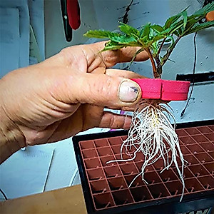 CLONE KING 36 Site Aeroponic Cloning Machine. Expect 100% Success Rates!