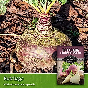 Survival Garden Seeds - American Purple Rutabaga Seed for Planting - Packet with Instructions to Plant and Grow Brassica Napus in Your Home Vegetable Garden - Non-GMO Heirloom Variety