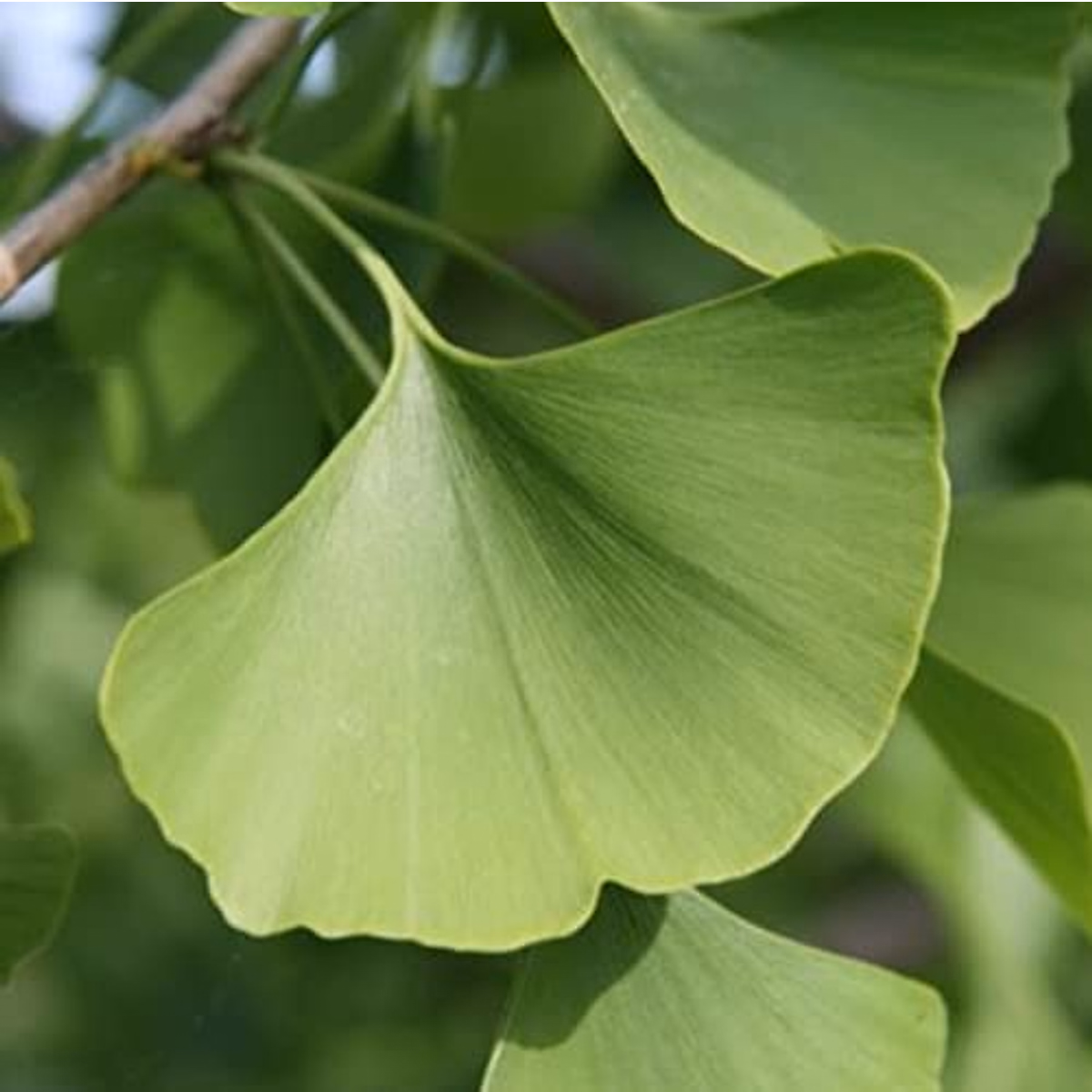 CHUXAY GARDEN 5 Seeds Ginkgo Biloba,Maidenhair Tree,Fossil Tree, Icho Beautiful Deciduous Trees Stunning Yellow Color Exotic Charm Long-Live Great for Garden