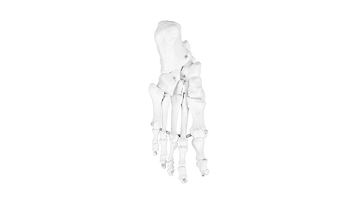 Parco Scientific Life Size Skeleton Model for Anatomy Study