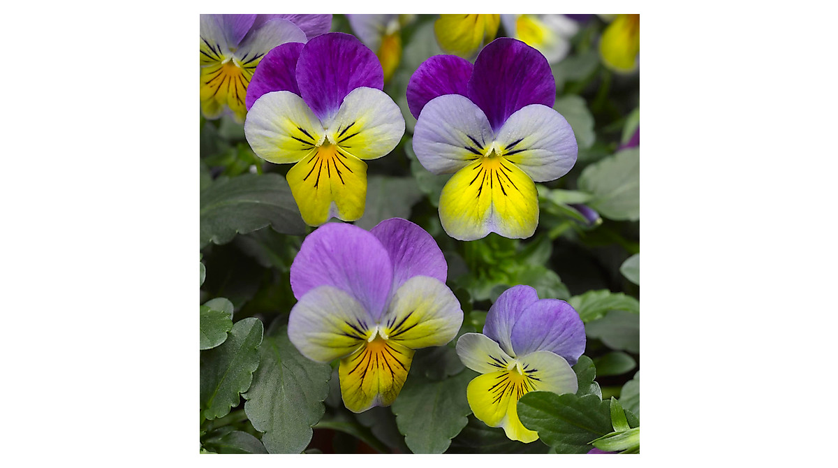 Johnny Jump Up Seeds - Easy to Grow & Pollinator Friendly