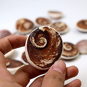 Scicalife 100g Sun Shell Fossil Stone Paleontology Fossil Stones Specimen Ornaments for Basic Paleontology Biological Science Education