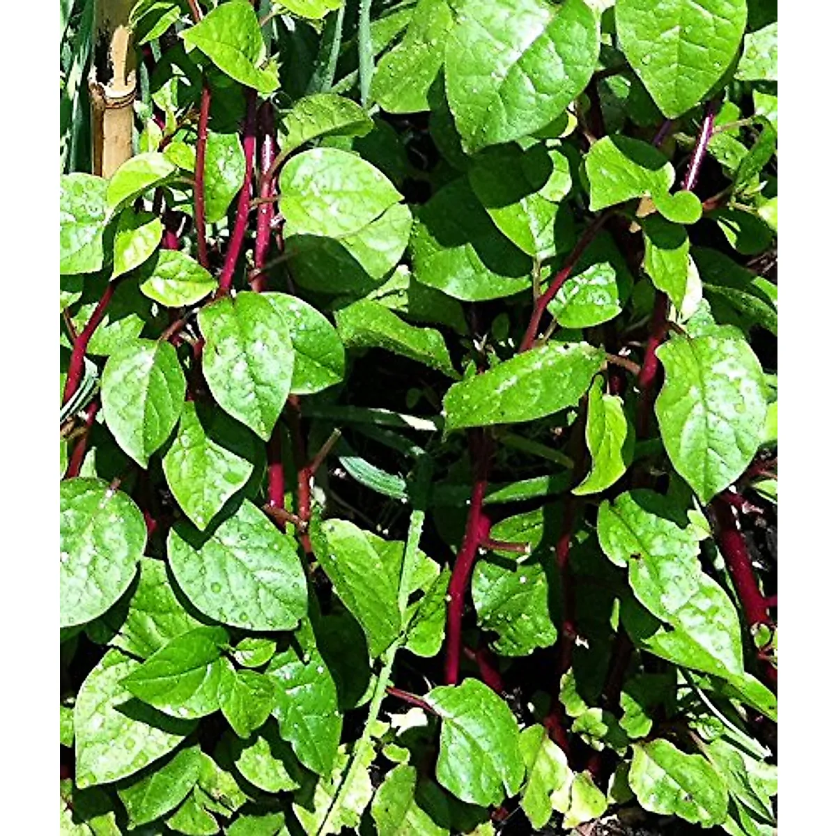 30+ Malabar Red Stem Spinach Seeds Herb Heirloom Non-GMO Phooi Leaf, Red Vine, Alugbati, Vietnamese,from USA