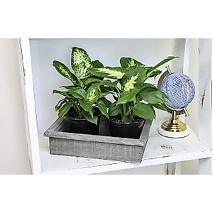 Dieffenbachia Live Plant, Dumbcane Live House Plants Indoors Live Indoor Plants, Mother in Law Tongue Plant Live Plants Indoor Plants Live Houseplants, Indoor Plant House Plant Live by Plants for Pets