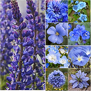 Seed Needs, Large 2.1 Ounce Package of 30,000+ Dazzling Blue Wildflower Seeds for Planting (99% Pure Live Seed Butterfly Attracting Wildflower Mixture - NO Filler) - Bulk