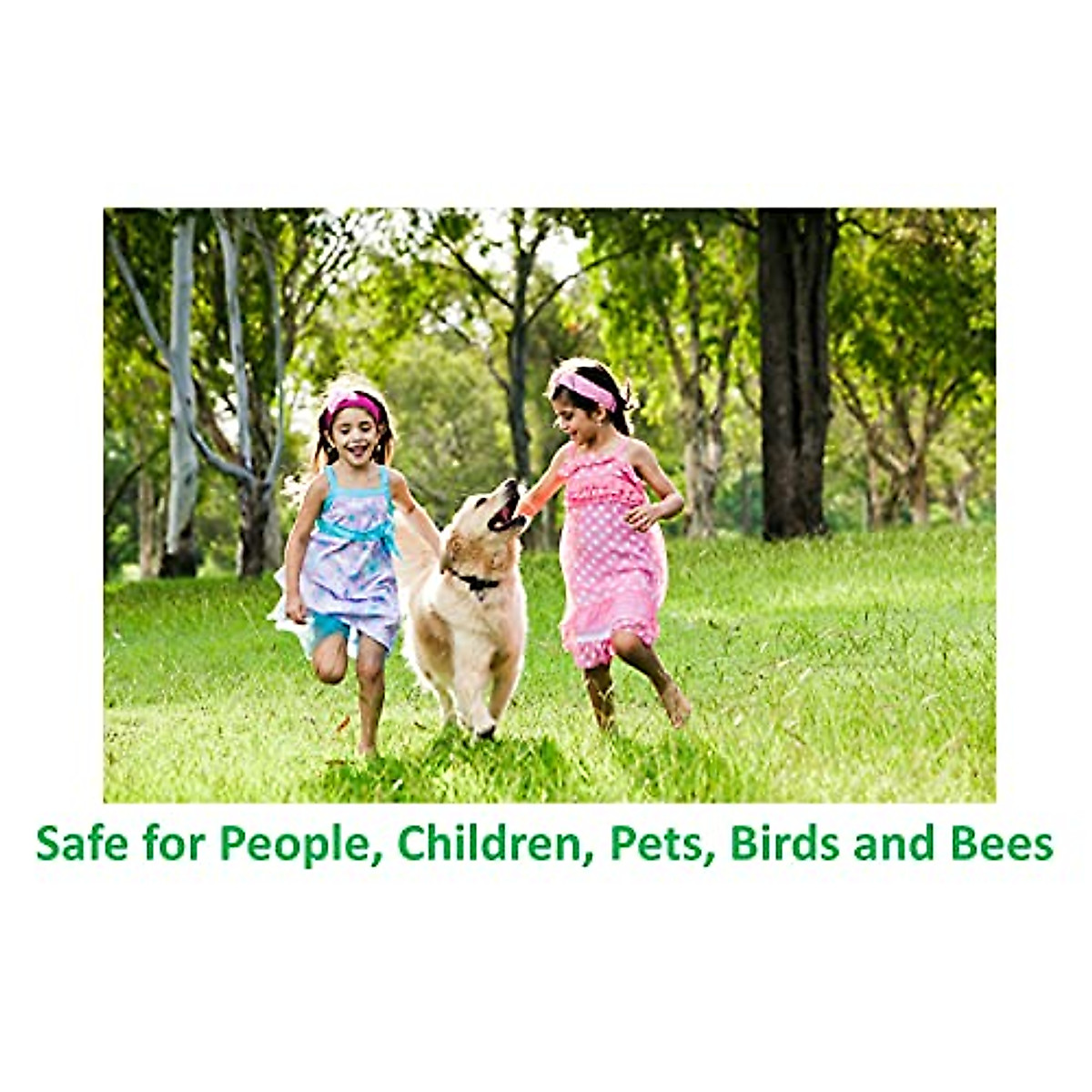 Deepthi Pure Neem Oil for Plants - Concentrated - Cold Pressed - Spray for Indoor Outdoor Garden - 100% Neem Oil – Controls Mildew - 33.8 Fluid Oz (1000 ml)