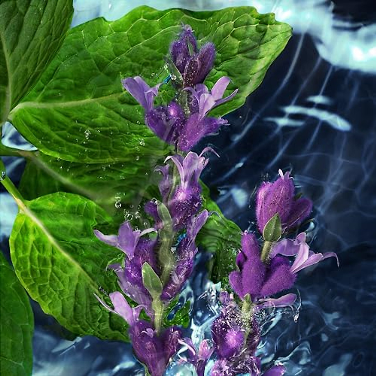 Davidoff Cool Water Eau de Toilette for Men, 2.5 fl oz.