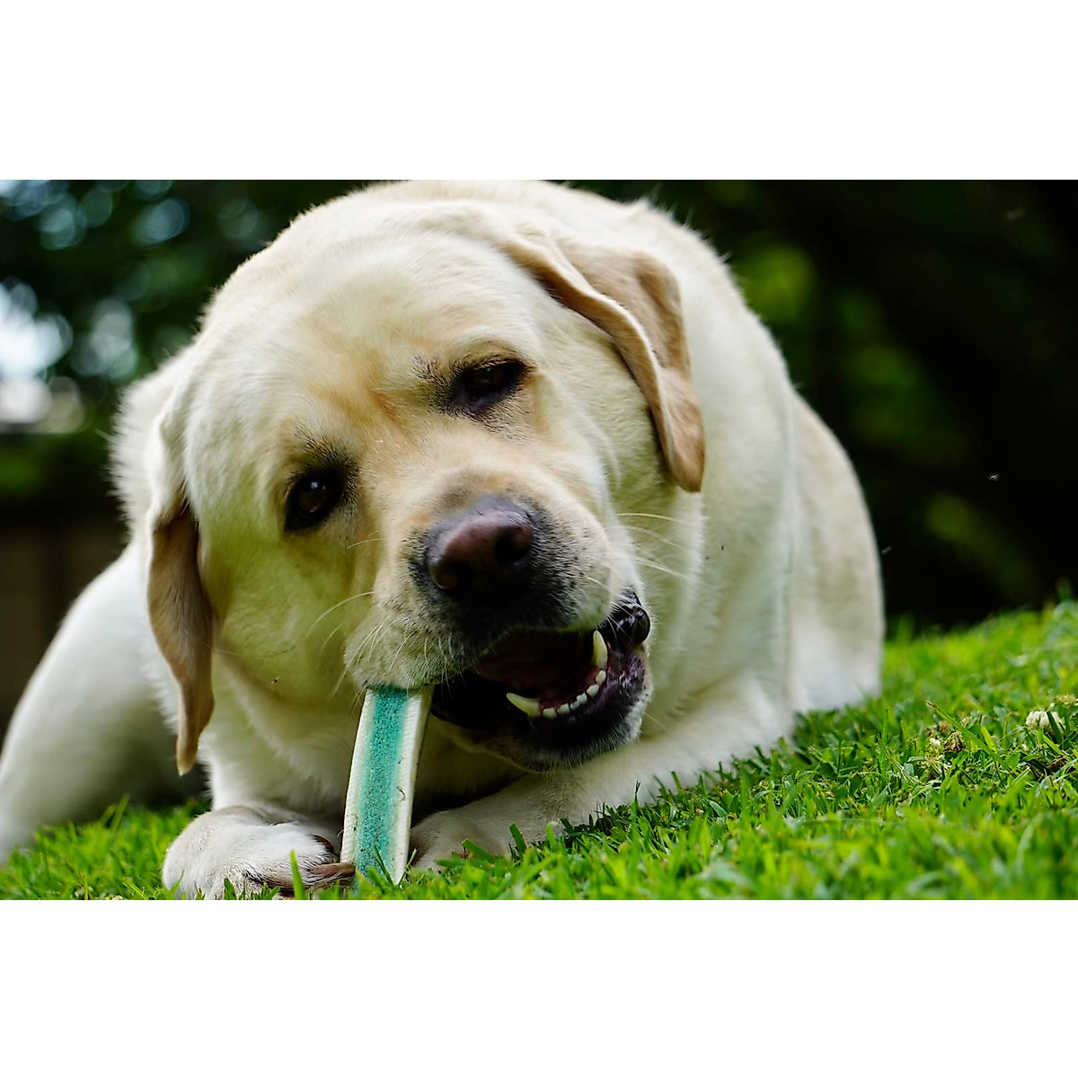 New Vita-Min Split Elk Antlers for Dogs Large with Vitamins & Minerals for Overall Health – Natural Dog Dental Treats for Oral Care (Large)