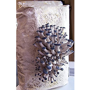 Organic Blue Oyster Mushroom Growing Kit