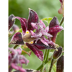 Raspberry Mousse Toadlily