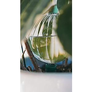 Blumat Glass Plant Self Watering Globes | Automatic Houseplant Drip Irrigation for Indoor Plants, Hanging Plants, Houseplants, Plant Garden Accessories | Vacation Plant Savers - Large Globe Small Adapter