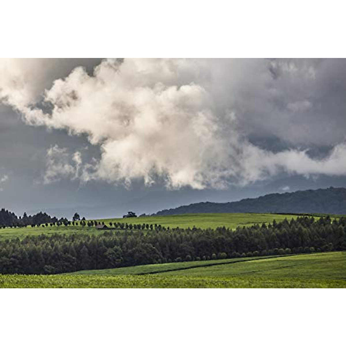 Williamson Tea Earl Grey 50 Teabags