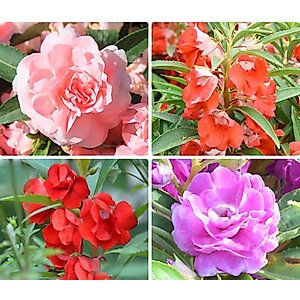100+ Mixed Impatiens Balsamina Balsam Camelia Impatiens Seeds Double Flower Touch Me Not