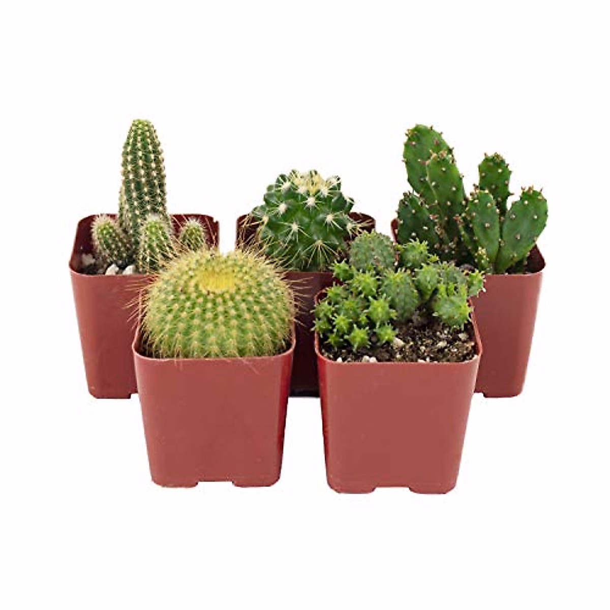 Shop Succulents | Can't Touch This Collection | Assortment of Hand Selected, Fully Rooted Live Indoor Cacti Plants, 5-Pack