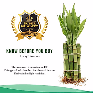 NW Wholesaler - 4" Live Lucky Bamboo Plant - Bundle of 20 Stalks - Live Indoor Houseplants for Home Decor, Live Bamboo Plant, Indoor Low Light Plants, Feng Shui (20)