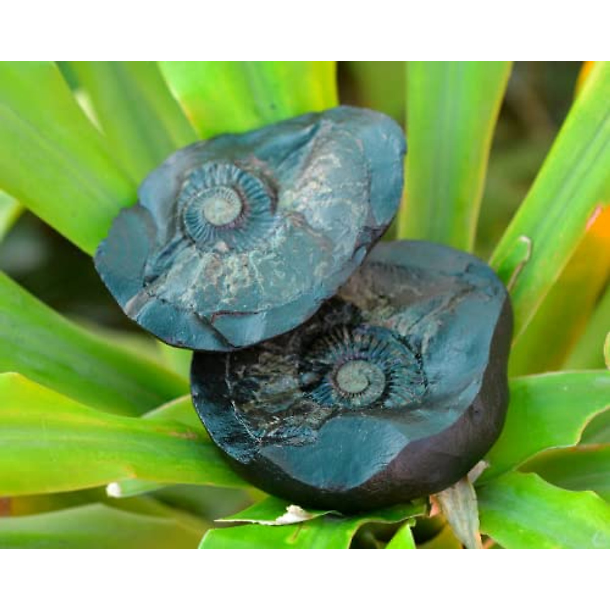 Vishnu Shaligram,2.5"X2.25"Inch Mahavishnu Shaligram, Shaligram Shila, Gandaki River Nepal, Shaligram Stone, Religious Gift, Shaligram from Nepal-I-6052