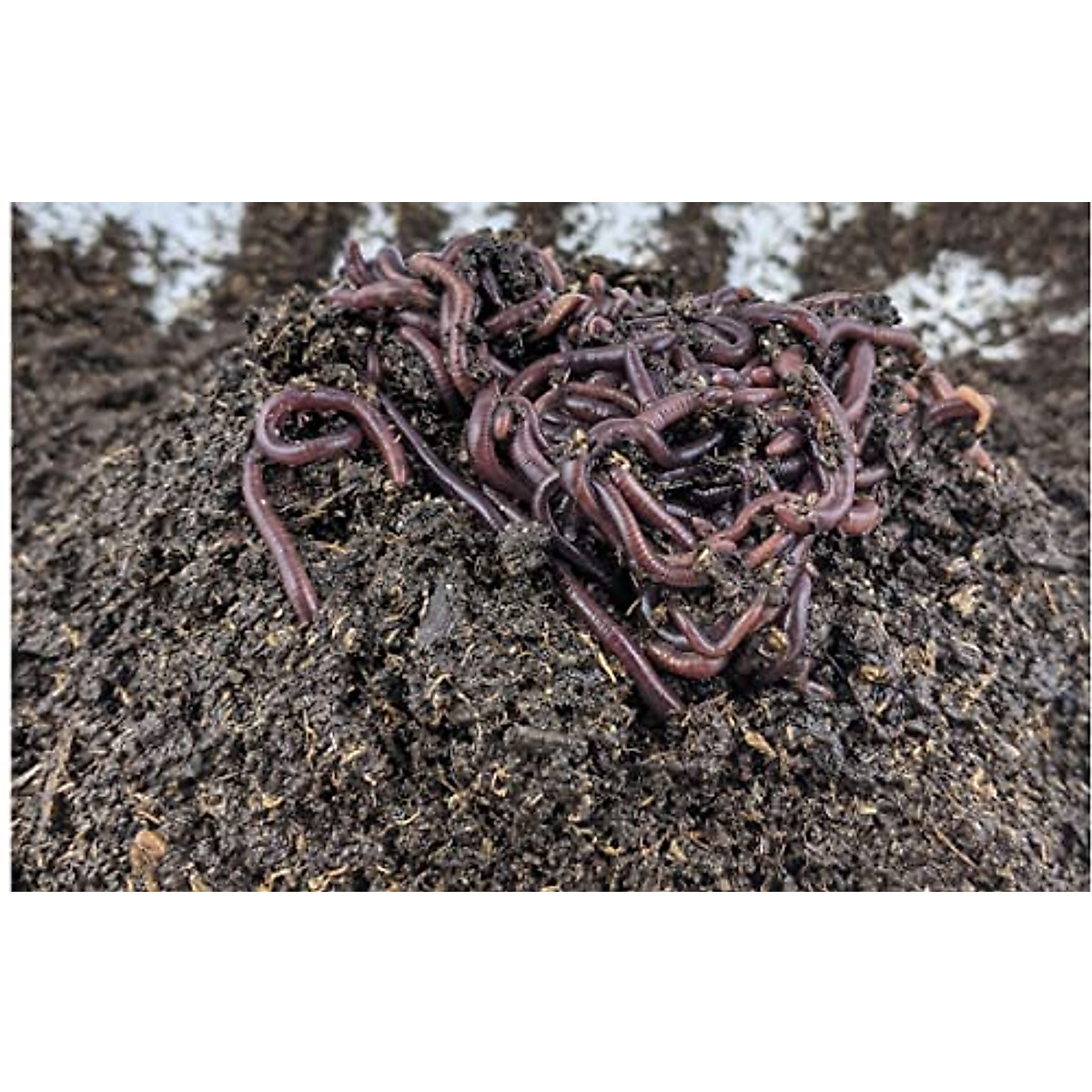 BROTHERS WORM FARM - 100 Live Red Wiggler Composting Worm Mix. Worms for Composting and Creating Worm Castings at Home. Ideal for Worm Composters, Gardens, and Worm Bins.