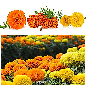 1000+ Mix Marigold Seeds for Planting Calendula Seeds Non-GMO Heirloom Seeds Premium, Open Pollinated Bonsai Garden Decoration Huge Red Orange and Yellow Blooms