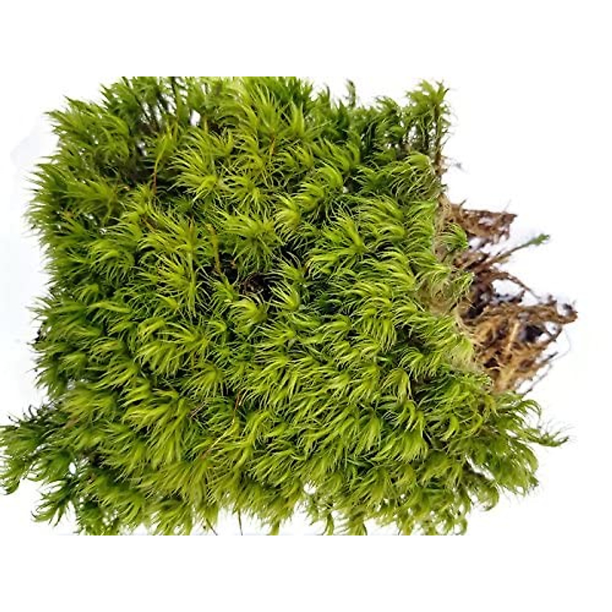 Tin Roof Treasure Live Terrarium Moss Assortment