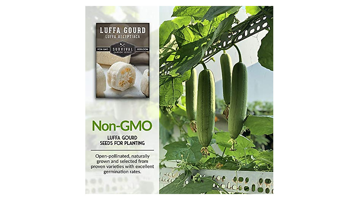 Luffa Seeds for Gardening | Grow Eco-Friendly Sponges & Gourds
